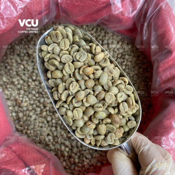 Arabica Full Washed Son La - VCU - VietNam Coffee United