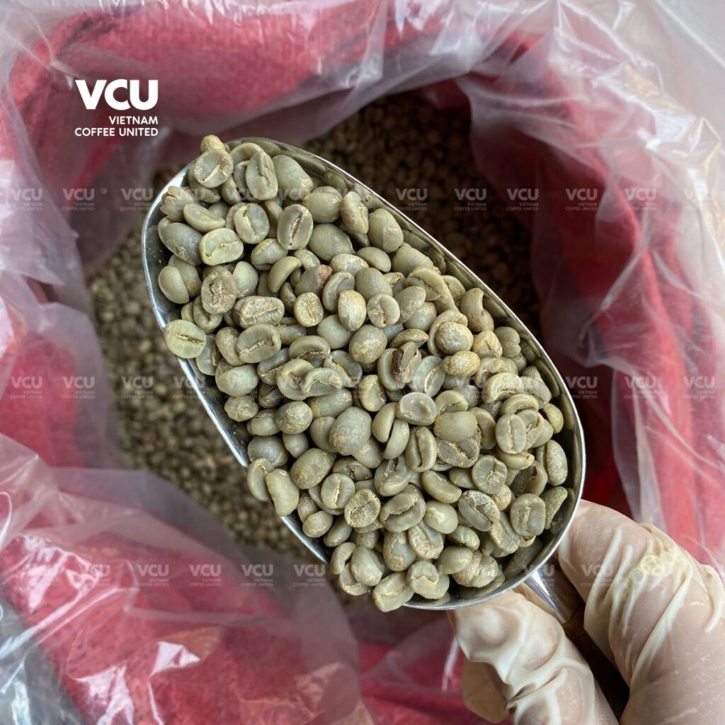 Arabica Green Beans Coffee - VCU - VietNam Coffee United