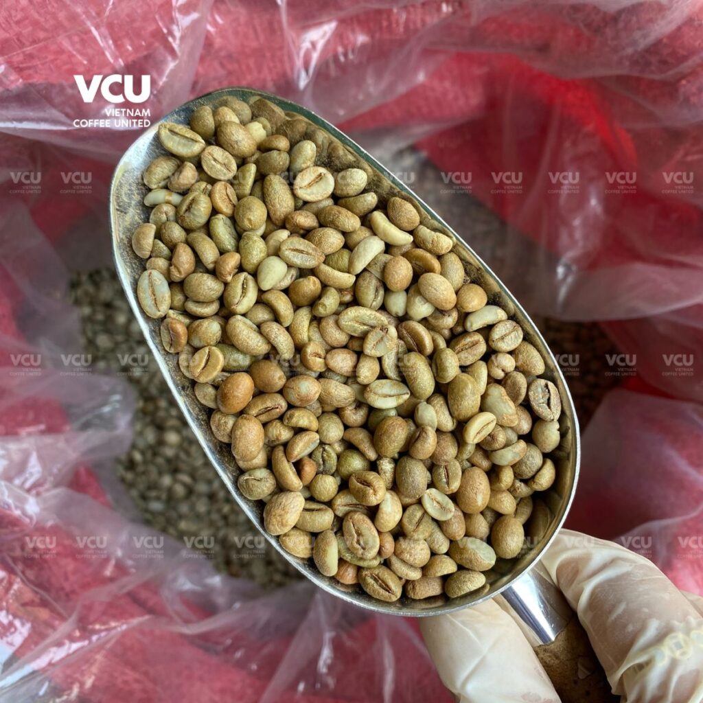 Fine Robusta Vietnam| VCU JSC | Vietnam Coffee United
