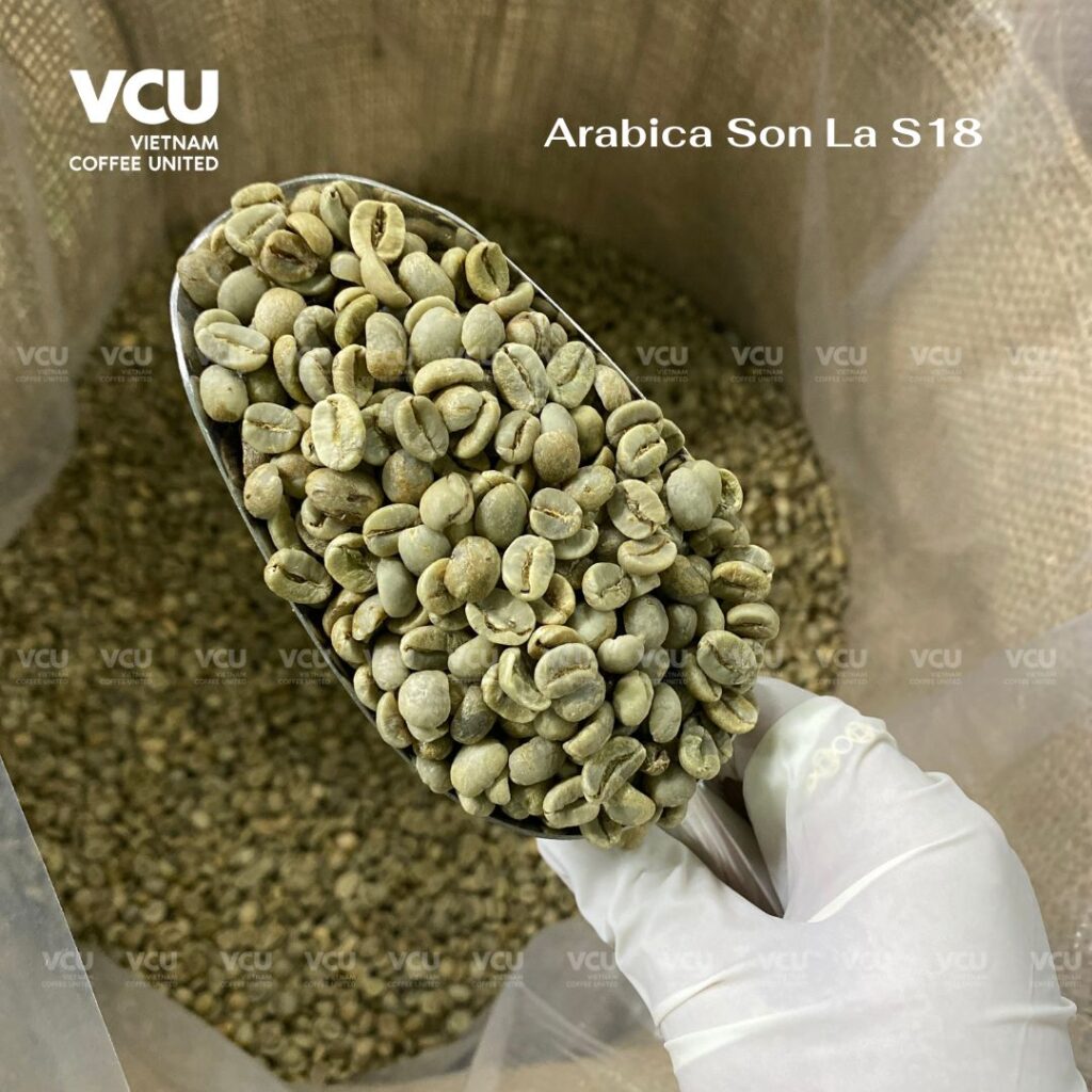 Arabica Son La - S14, S16, S18 | VCU | Vietnam Coffee United