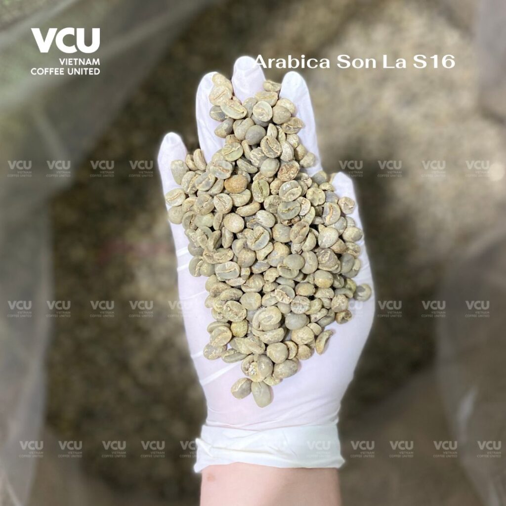 Arabica Son La - S14, S16, S18 | VCU | Vietnam Coffee United