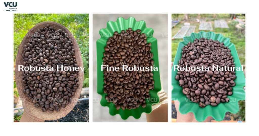 How To Roast Robusta Coffee? | VCU | Vietnam Coffee United