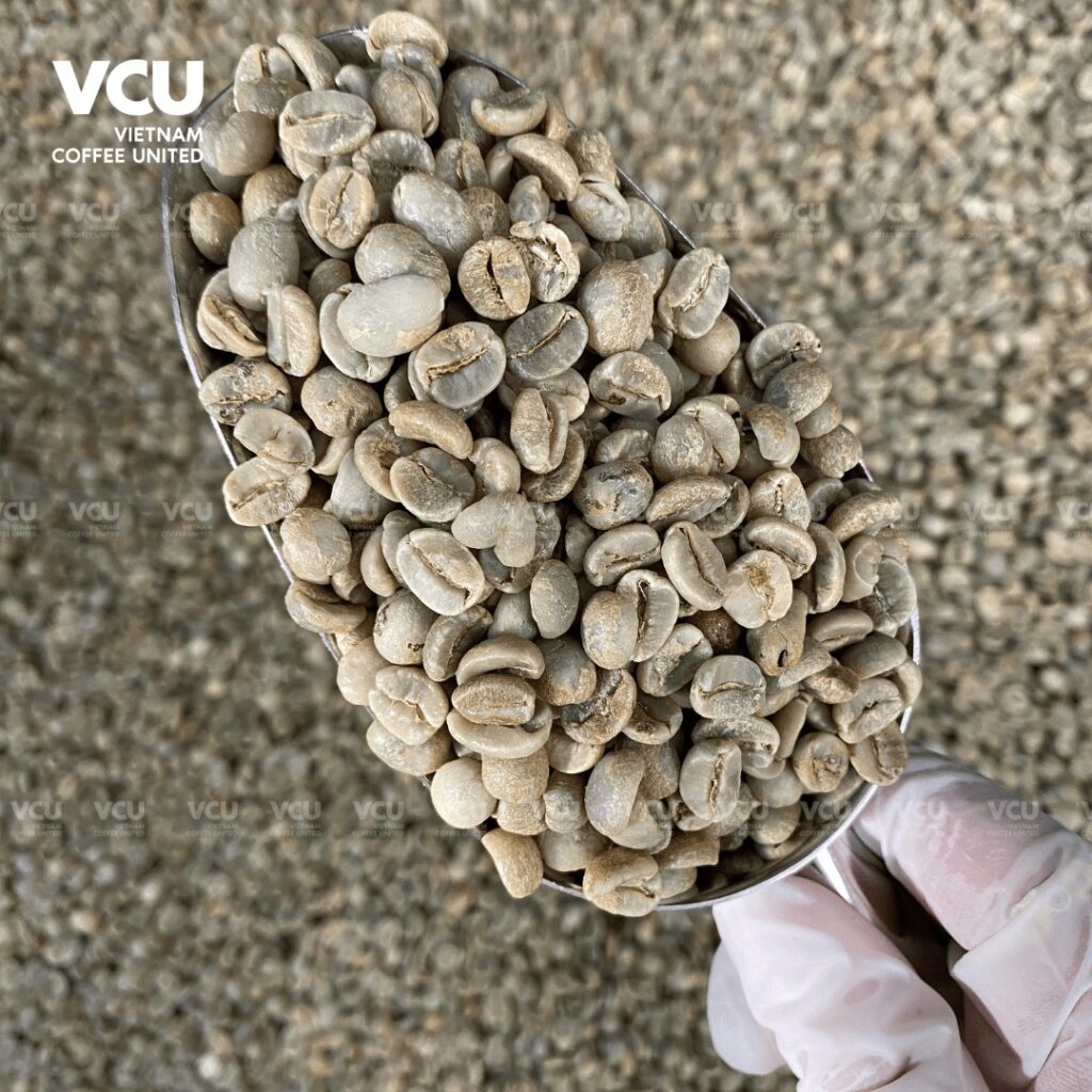 Arabica Full Washed Son La - VCU - VietNam Coffee United