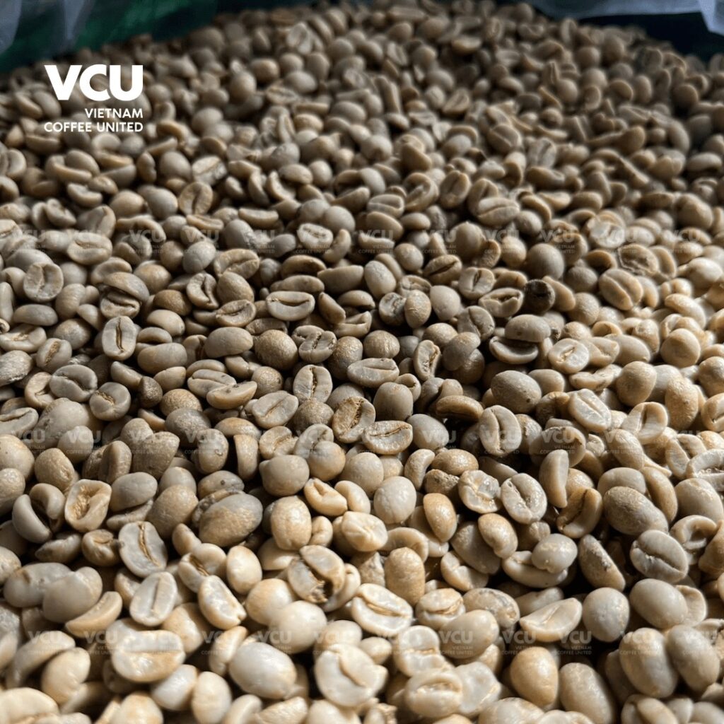 Arabica Specialty Coffee Vietnam - VCU JSC