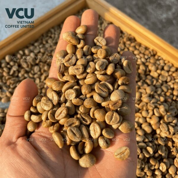 Fine Robusta Vietnam| VCU JSC | Vietnam Coffee United