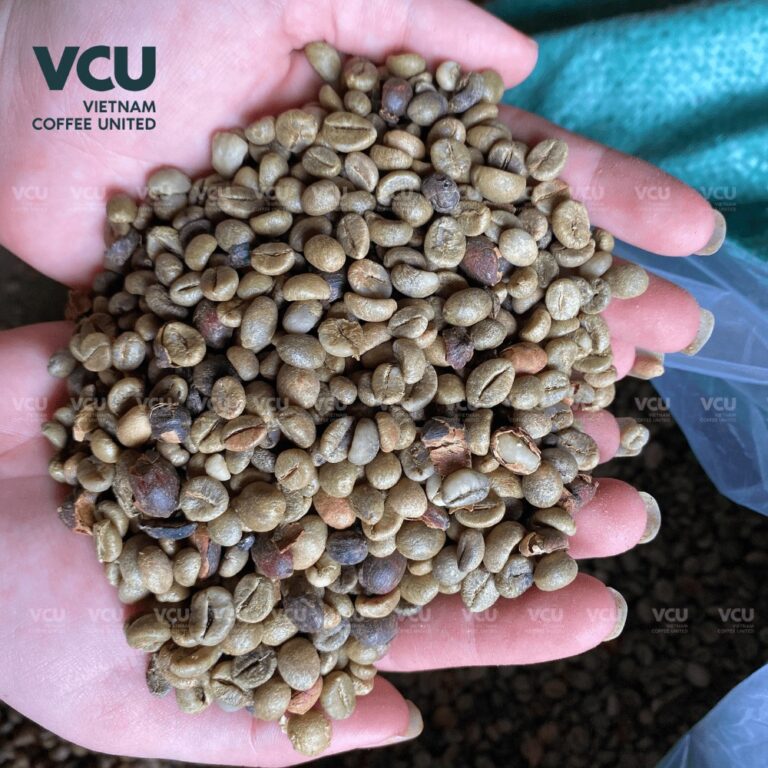 Raw Coffee - VCU JSC - Vietnam Coffee United