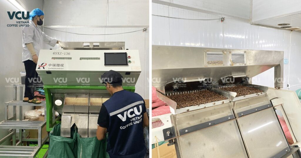What Is Coffee Color Sorting? - VCU - VietNam Coffee United