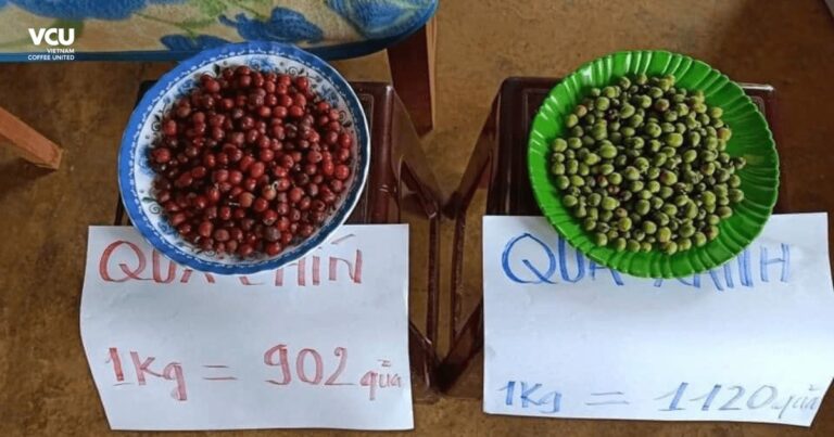 Understanding Coffee Density - VCU - VietNam Coffee United