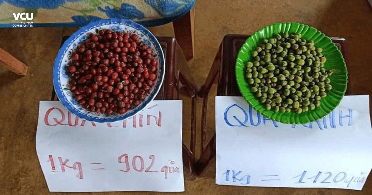 Understanding Coffee Density - VCU - VietNam Coffee United