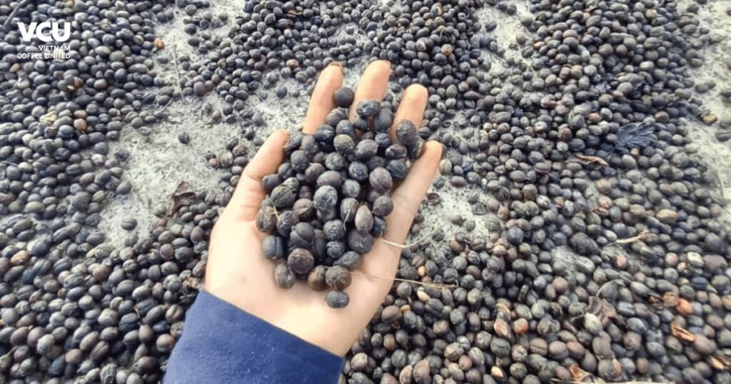 Basic Information About The Dry Processing Method - VCU - VietNam ...