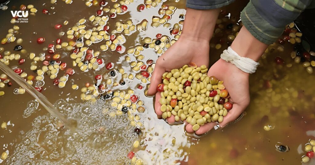 What Is Full Washed Process Coffee? - VCU - VietNam Coffee United