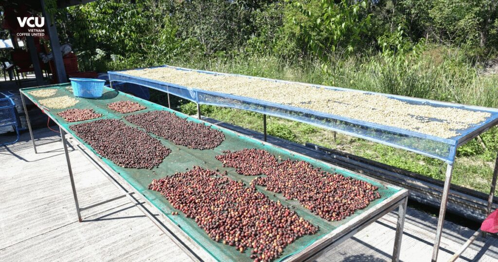 What Is Full Washed Process Coffee? - VCU - VietNam Coffee United