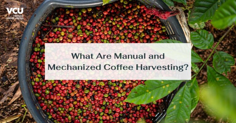 Manual And Mechanized Coffee Harvesting