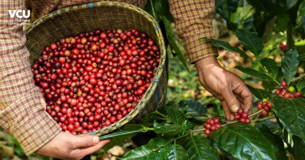 Manual And Mechanized Coffee Harvesting