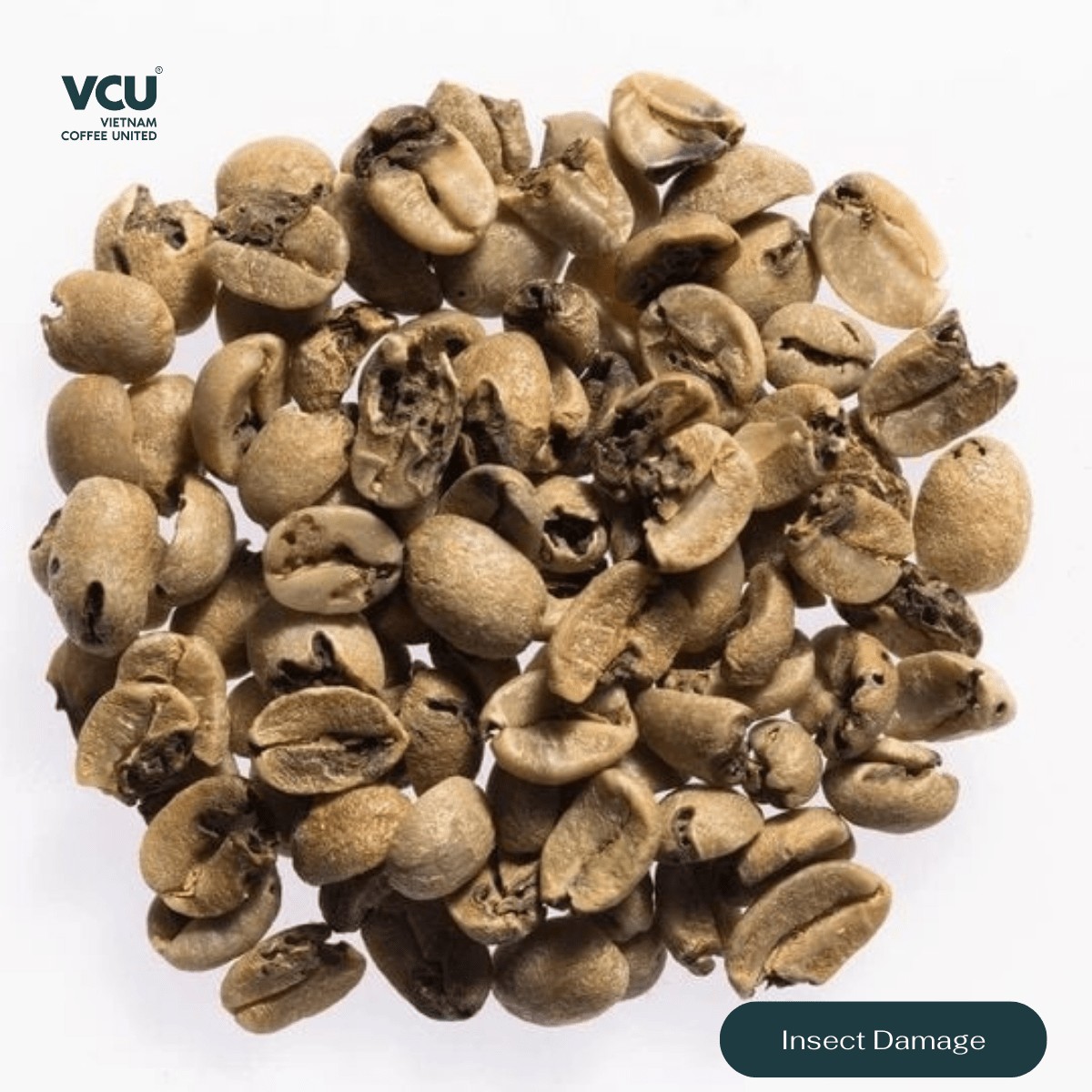 Common Types Of Defective Green Coffee Beans - VCU - VietNam Coffee United