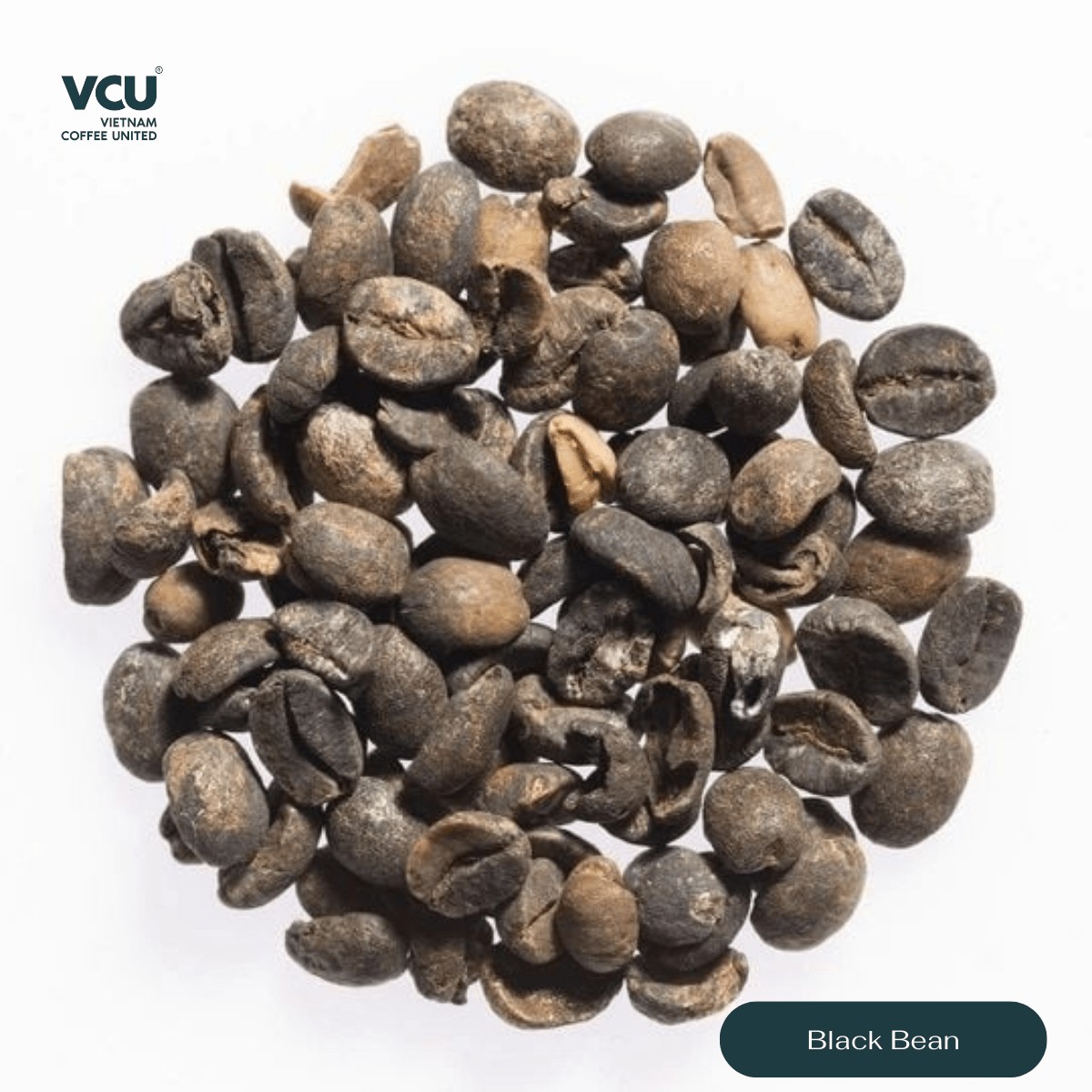 Common Types Of Defective Green Coffee Beans - VCU - VietNam Coffee United